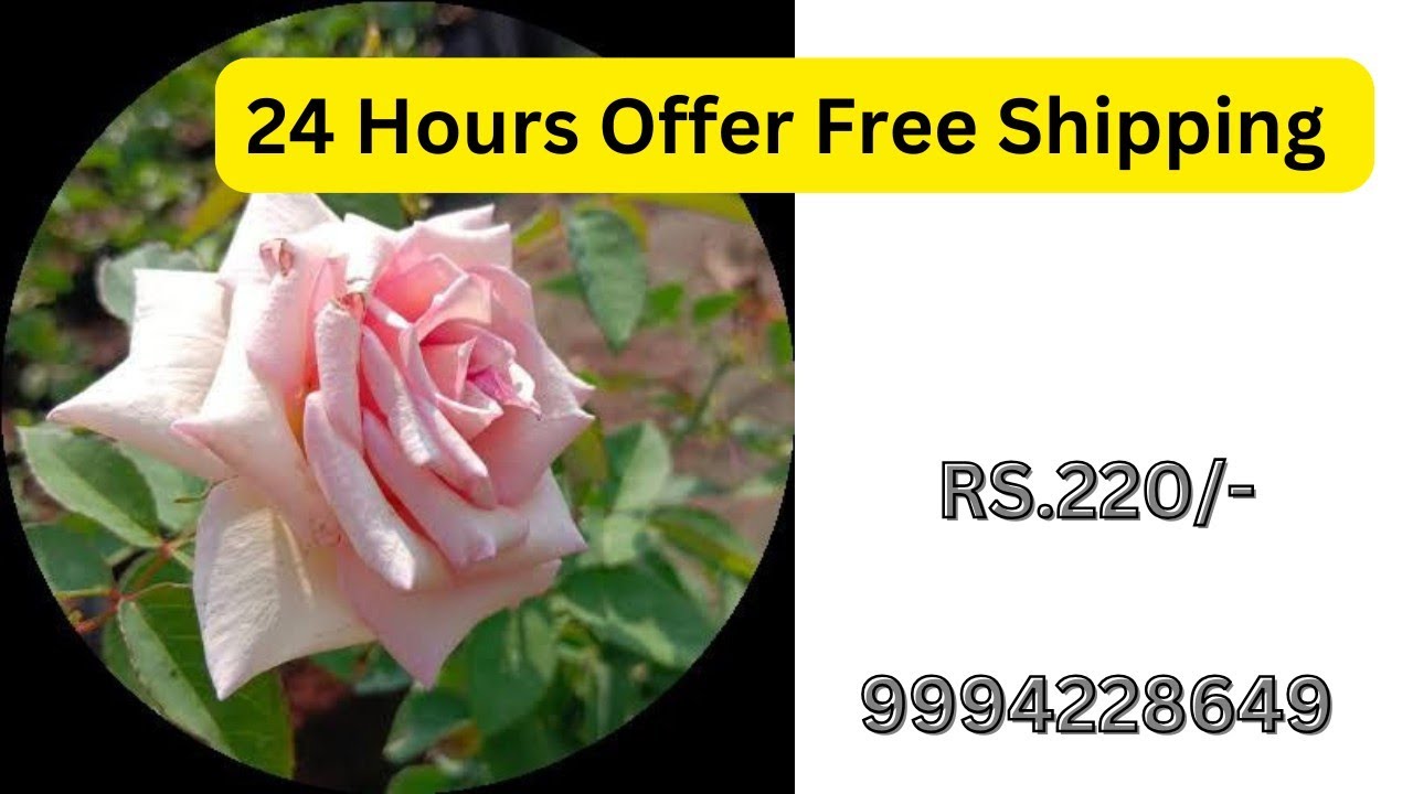 24 Hours Offer And Free Shipping #rosecombo #freeshipping #onedaysale # ...