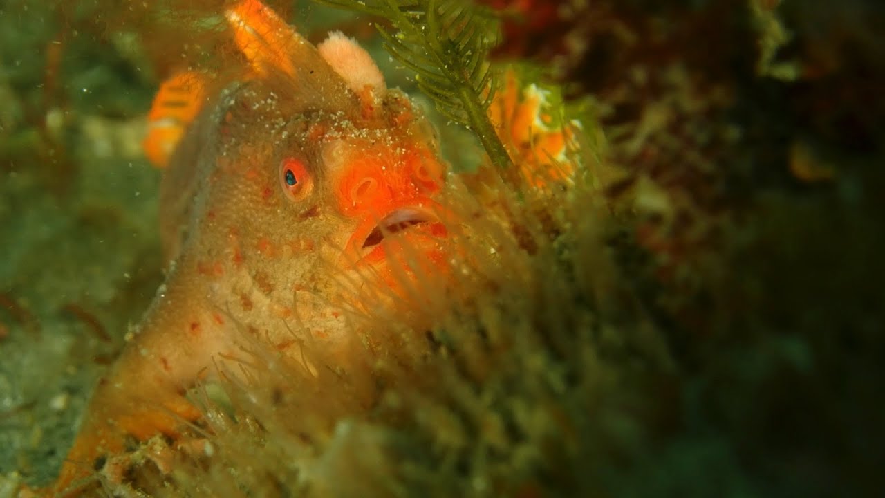 Caring for the rarest fish in the world - Tasmania's red handfish - YouTube