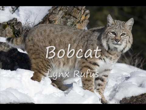 Felids (Big and Small Cats) - YouTube