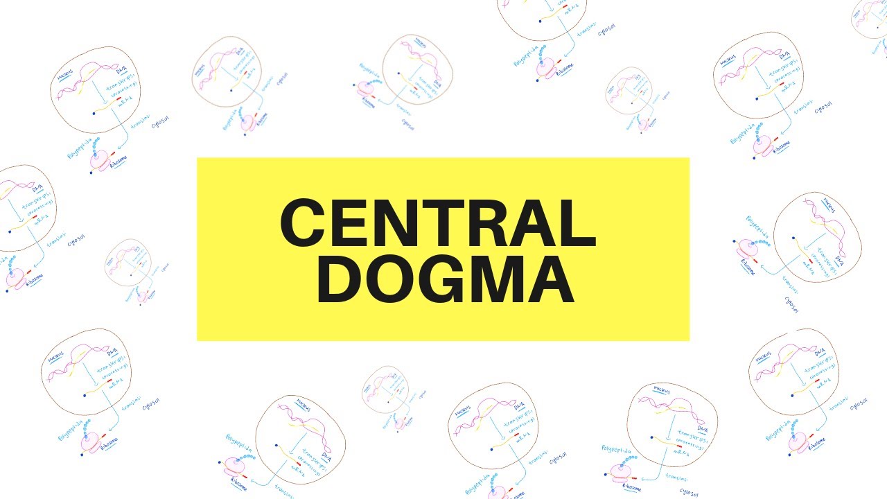 The Central Dogma : Dari DNA ke protein | BIOLOGI MOLEKULER #2 - YouTube