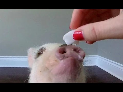 Mini Pig Loves Coconut Oil Treats - YouTube