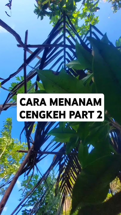 Cara menanam cengkeh yang baik dan benar di dataran rendah part 2 #cengkeh #petanicengkeh - YouTube