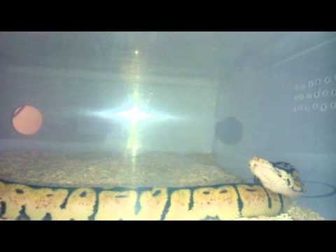bumblebee wobble - YouTube