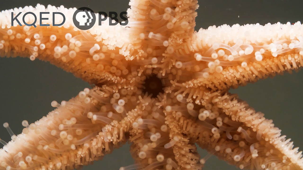 These Baby Starfish Are Carnivorous Little Snowflakes - Deep Look