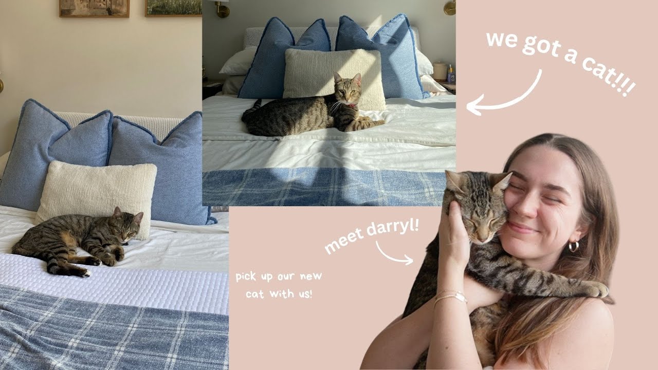 WE GOT A CAT!!! pick up our new cat with us! :) - YouTube