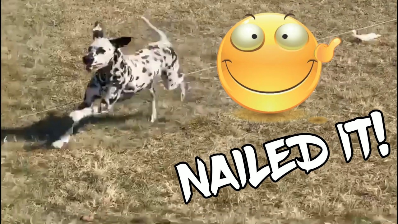 How NOT to Lure Course (AKC CAT) - YouTube