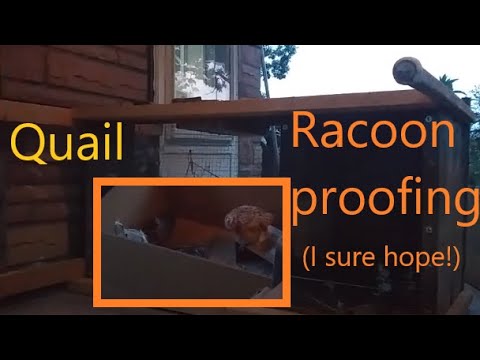Improved predator-proofing on quail hutch - YouTube