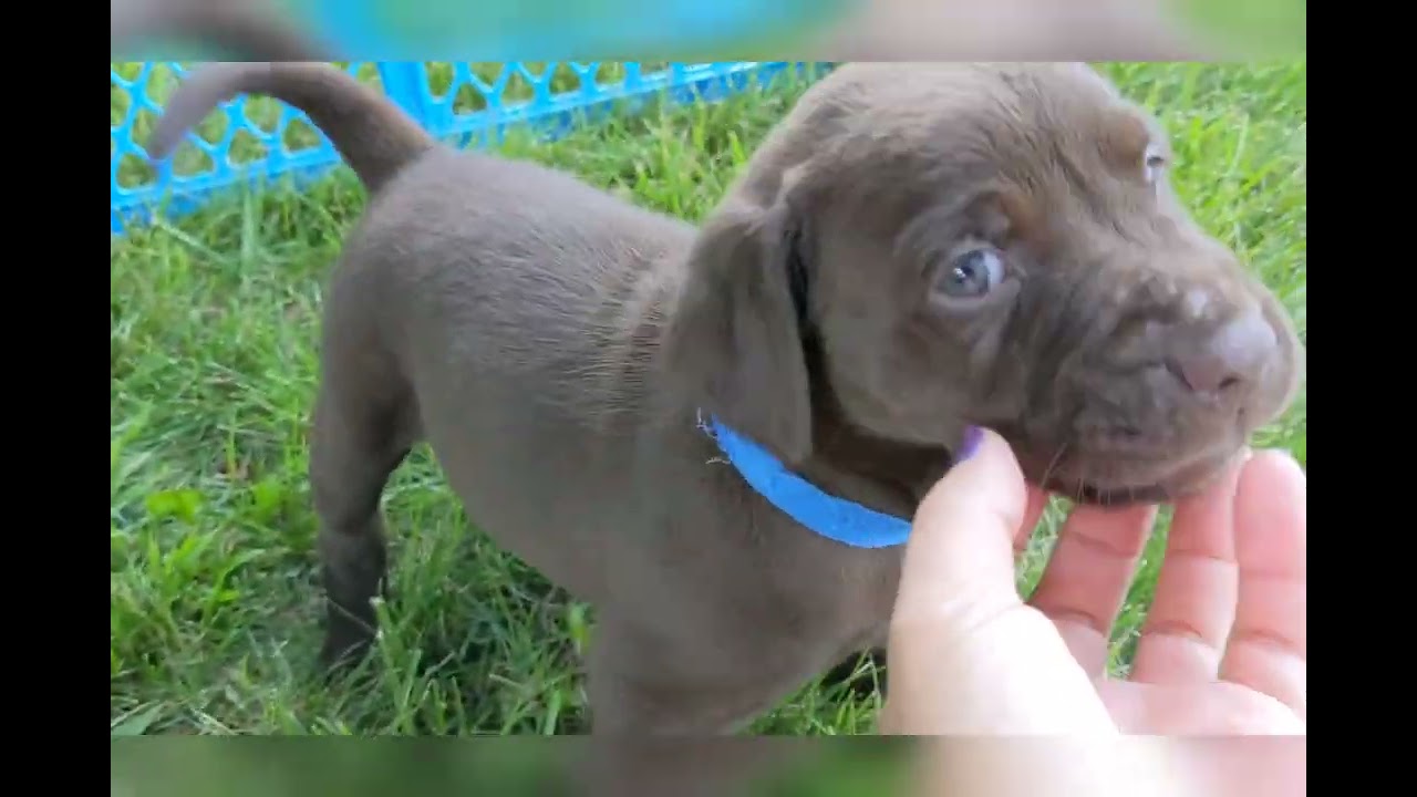 Blue Eyed Chocolate Lab
