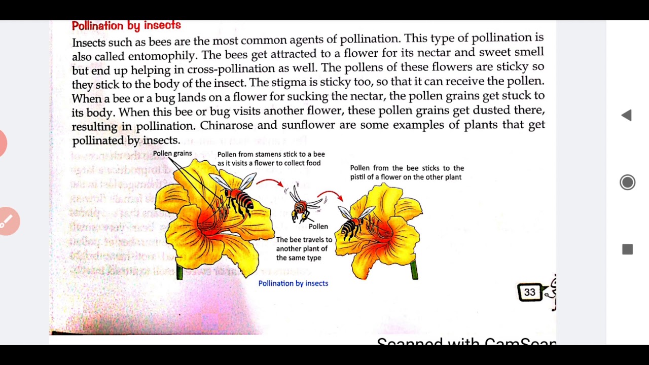 Part-5 artificial pollination, fertilisation in plant 🌱 - YouTube