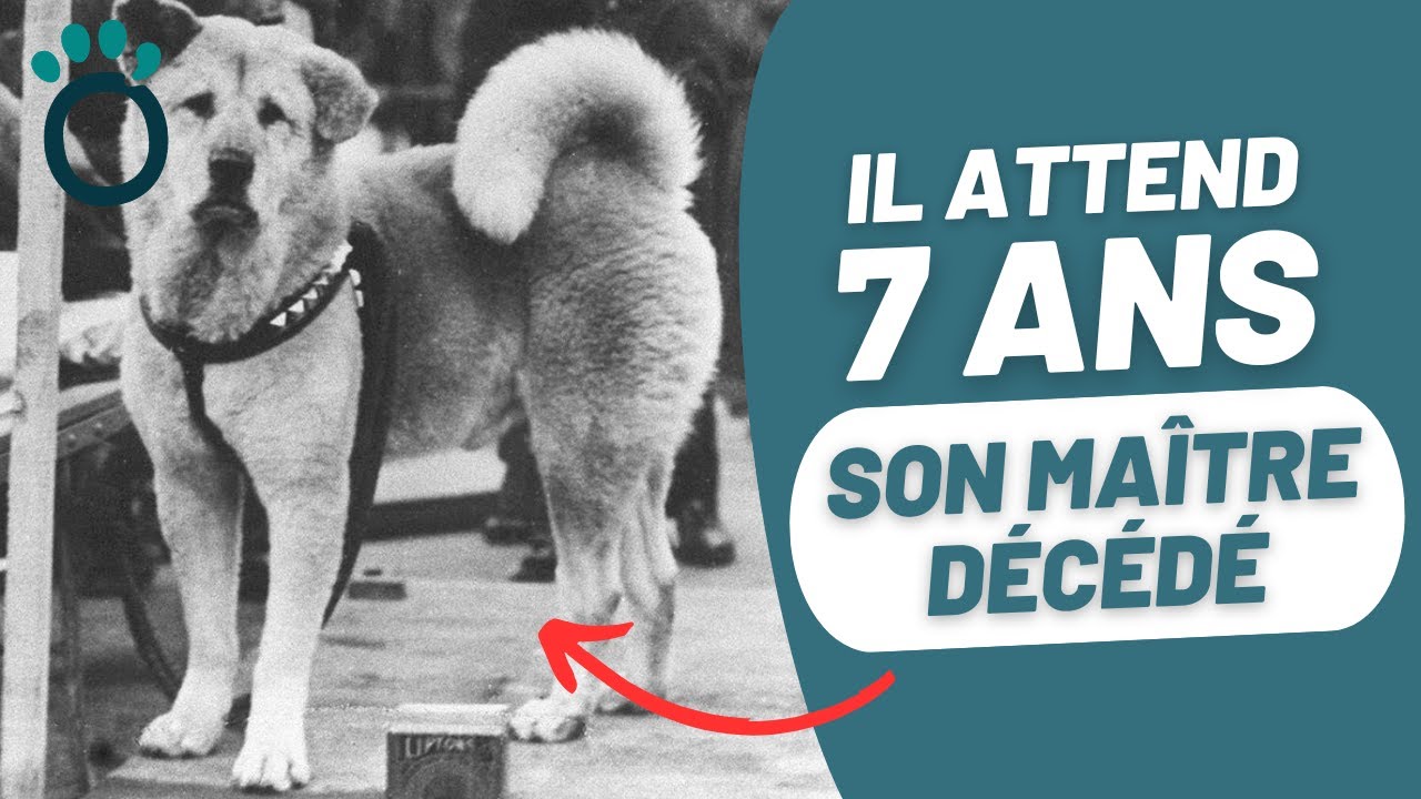 L'émouvante histoire du chien HACHIKÔ (sortez les mouchoirs) - YouTube