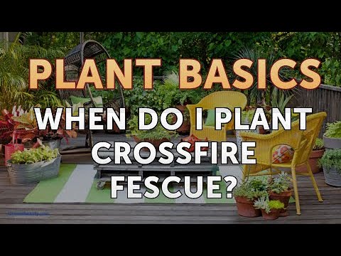 When Do I Plant Crossfire Fescue? - YouTube