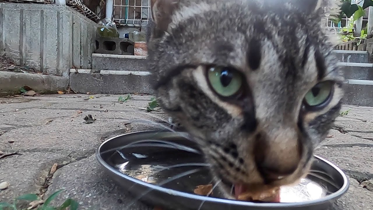食欲旺盛な公園のさくら猫に給餌するとガツガツ食べた。When I fed a cat with a voracious appetite ...