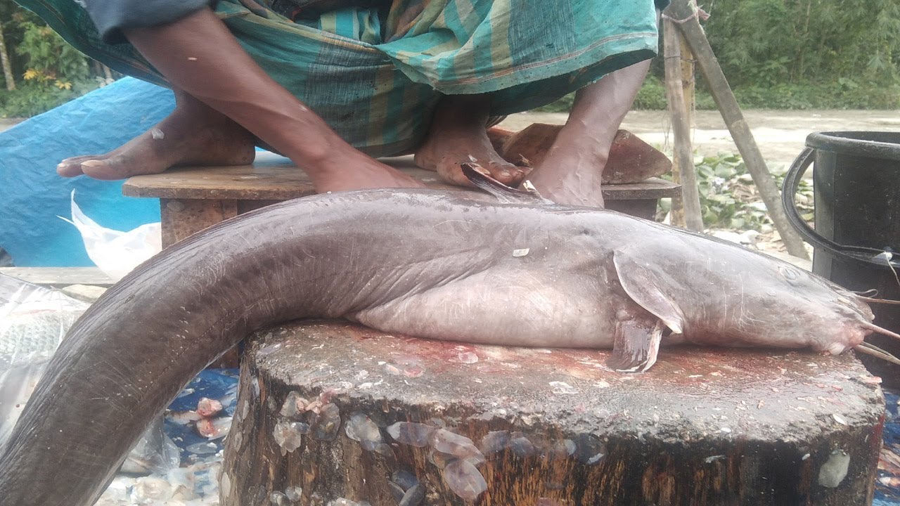 Amazing 8 KG Magur Fish Cutting Skills।।। African Catfish Cutting Live ...