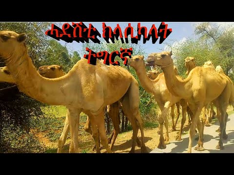 New Tigrigna Classical Music Collection For Studying- Ethiopian ...