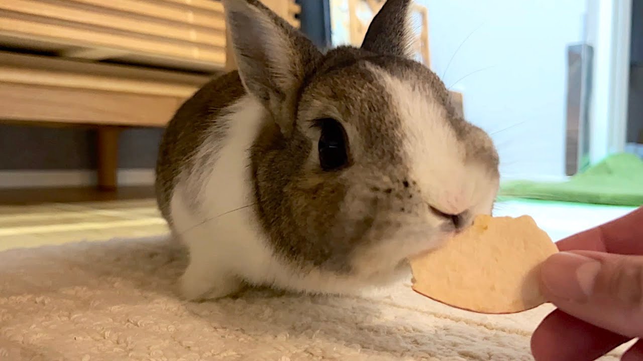 どこで食べるかにもこだわりたいウサギ Even Bunny Care About Where he Eat - YouTube