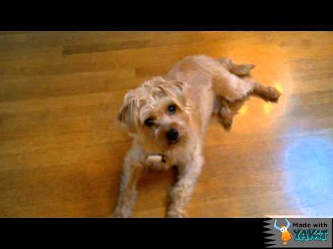 Dog Woofing - YouTube