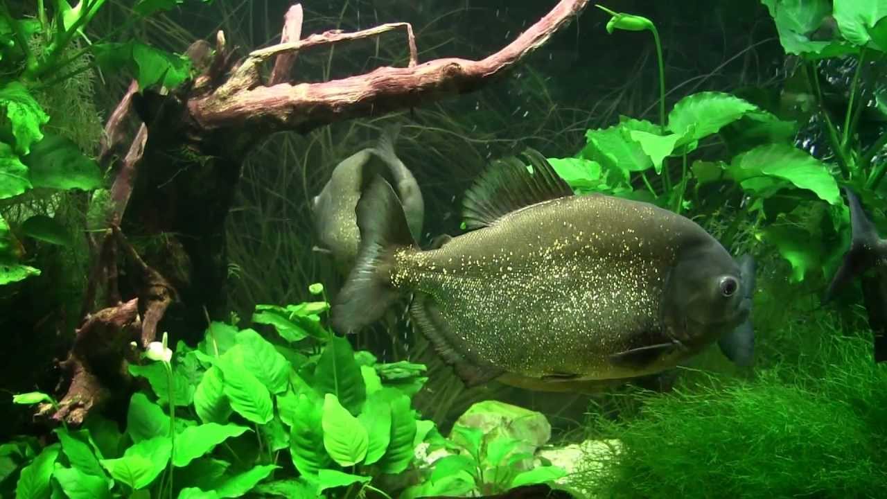 3D - Piranha - Pirania - Pygocentrus cariba - Full HD - YouTube