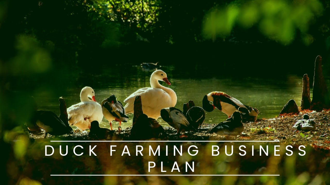 Duck Farming Business Plan - YouTube