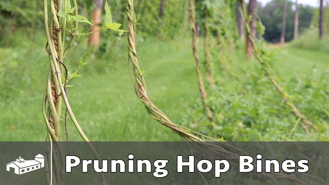 Pruning Hop Bines for Fungus Resistance - Hop Week S2:E3 - YouTube