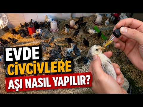 Civcivlerde Kayıplara Son!  küçük kümesler için aşı nasıl yapılır ? Karma Aşı Uygulaması