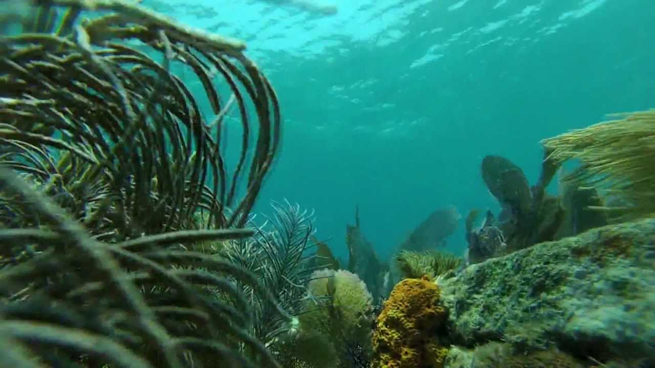 Kayak Free-Diving Fowey Rocks Light in Biscayne National Park - YouTube
