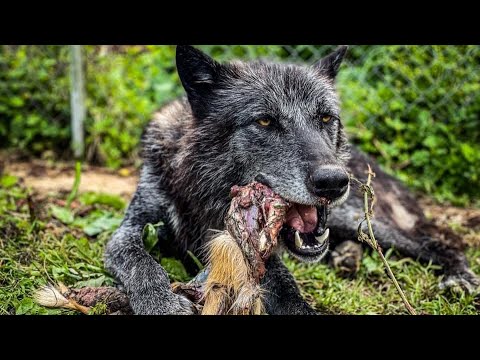Playing with wolves - YouTube