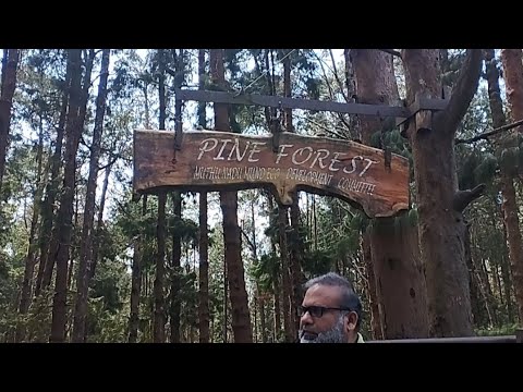Ooty Pine Forest🌲Nowa Jaga Rege Hindi Film Raaz Shooting Hui Lena ll ...