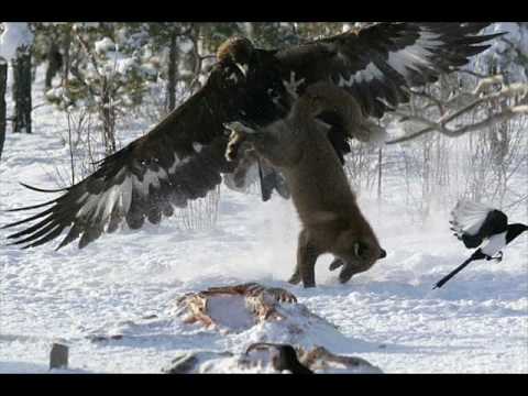 Eagle - YouTube