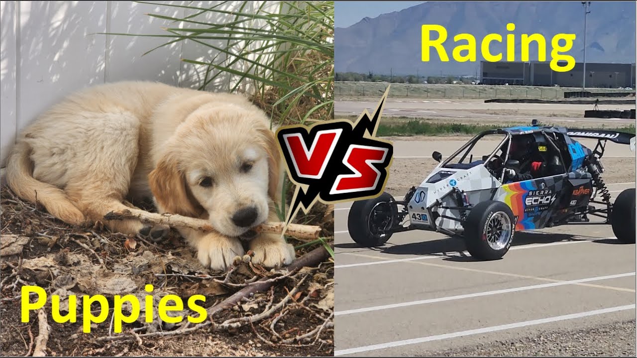 Puppies vs Racing - What I did this summer, 70mai 4K A810 - YouTube