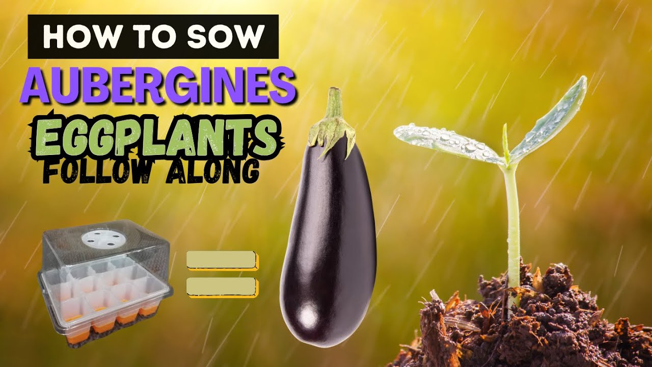 How to Sow Aubergines from SEED at Home | GROW the Perfect Eggplant - YouTube