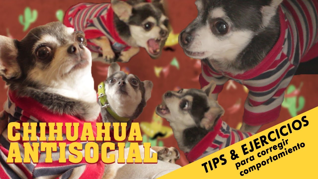 CHIHUAHUA ANTISOCIAL! Tips y consejos para corregir mal comportamiento ...
