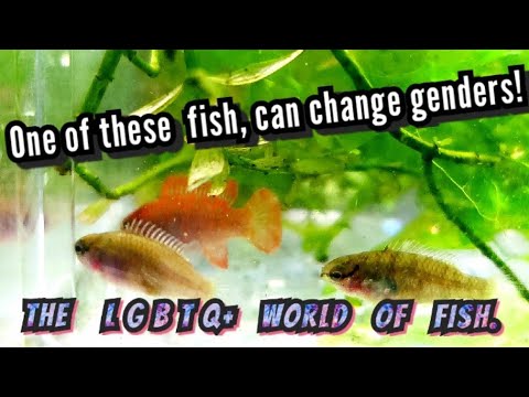 Sneaker Males! - HOW Fish Can Change Genders & Even It's Sex.Amazing ...