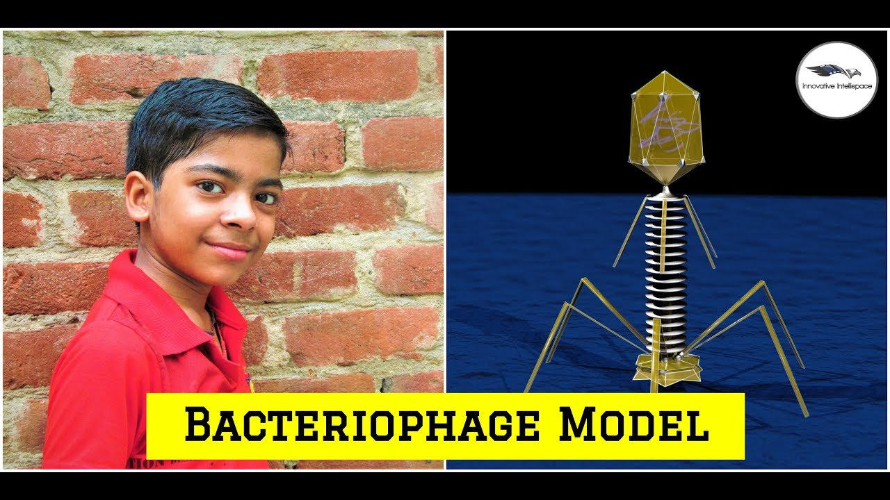 DIY How to make Bacteriophage Model | Science Projects - YouTube