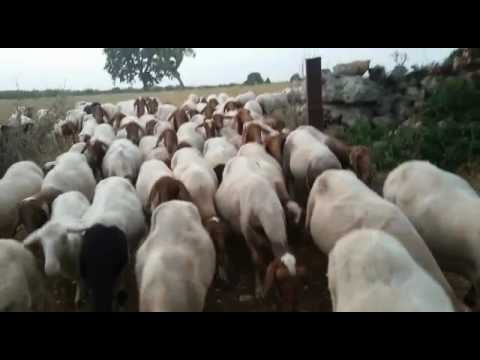 Pecore siciliane di Antonello demarinis - YouTube