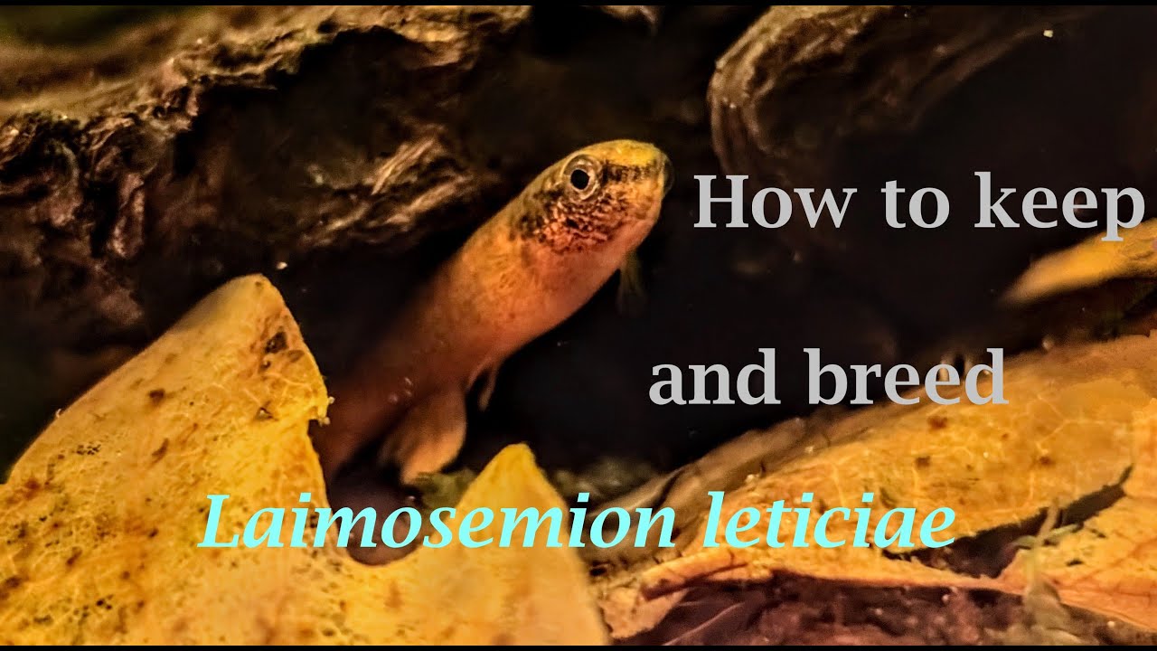 How to keep and breed puddle fish (Laimosemion leticiae) - YouTube