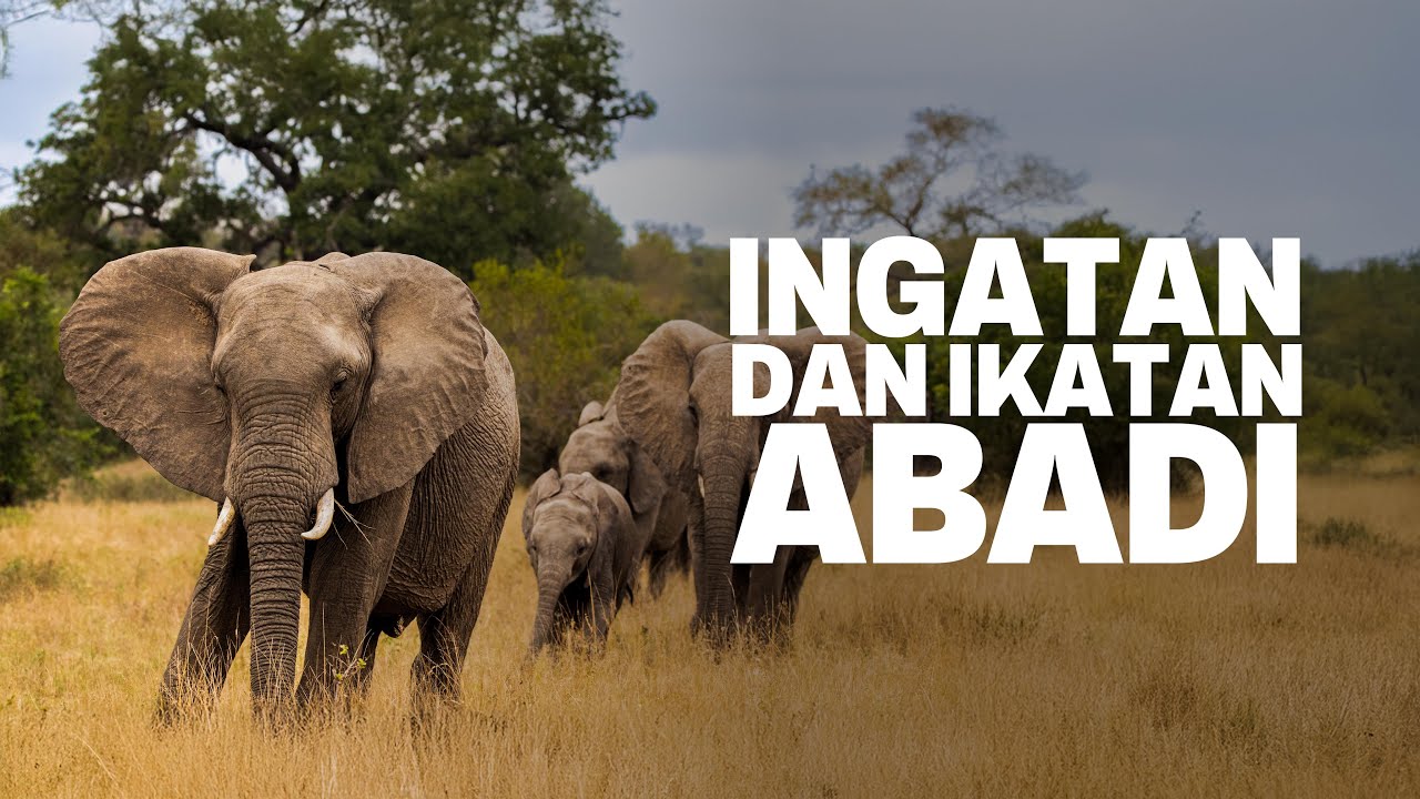 Gajah : Ingatan Panjang dan Ikatan yang Tidak Bisa Putus - YouTube