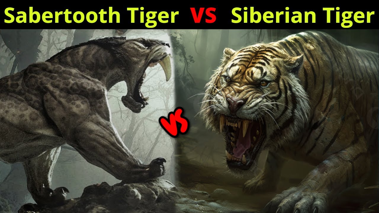 क्या होगा जब भिड़ेंगे दो महाभयंकर शेर | Sabertooth Tiger vs Siberian ...