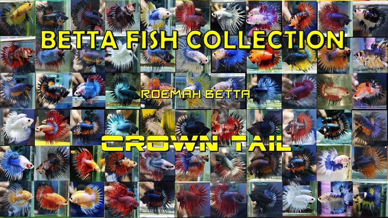 Ikan Cupang Serit CrownTail Semua Jenis Varian Warna Warni - YouTube