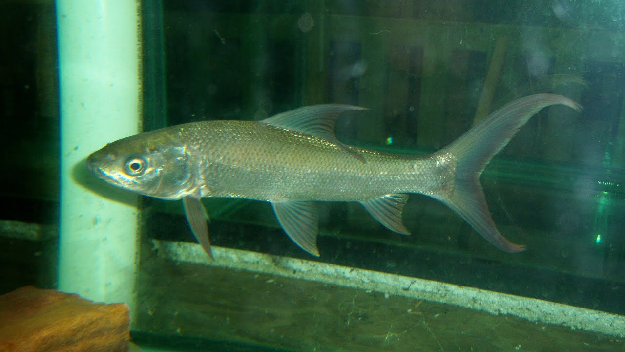 Another problem feeder Cirrhinus microlepis aka small scale mud carp ...