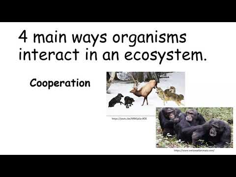 Interactions among living organisms - YouTube