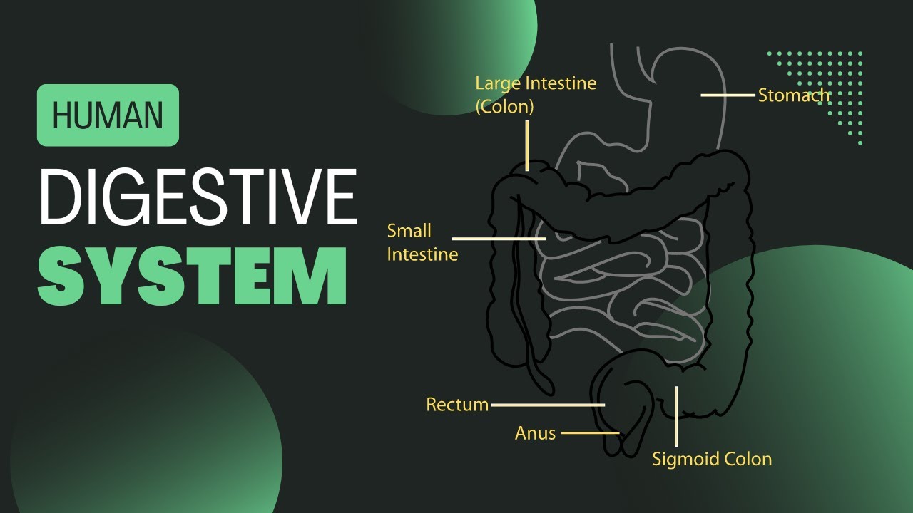 Digestion and Human Digestive System for class 11th and NEET by ...