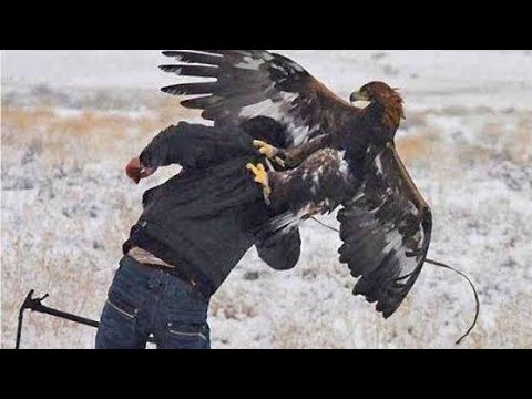 golden eagle attack on hamza ( trainer)/ golden eagle training - YouTube