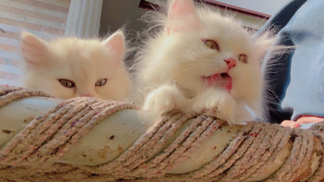 Cats having fun, playing games. - YouTube
