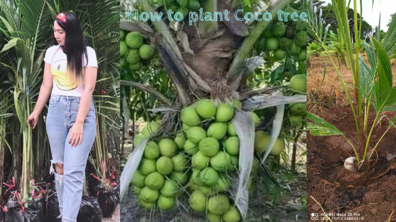 Coconut planting method - YouTube