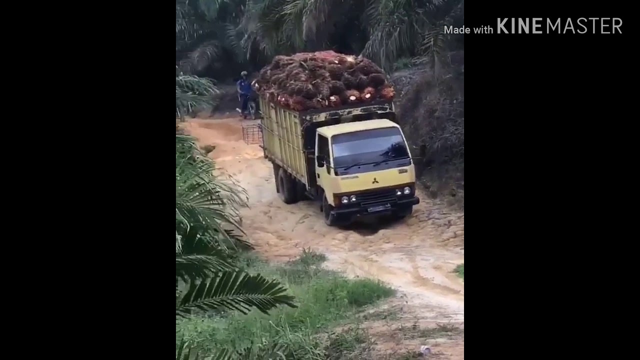 Truck sawit offer load - YouTube