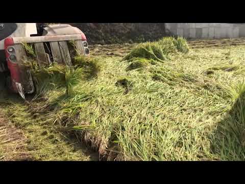 Mini harvester || paddy fields || fallen crop harvesting - YouTube