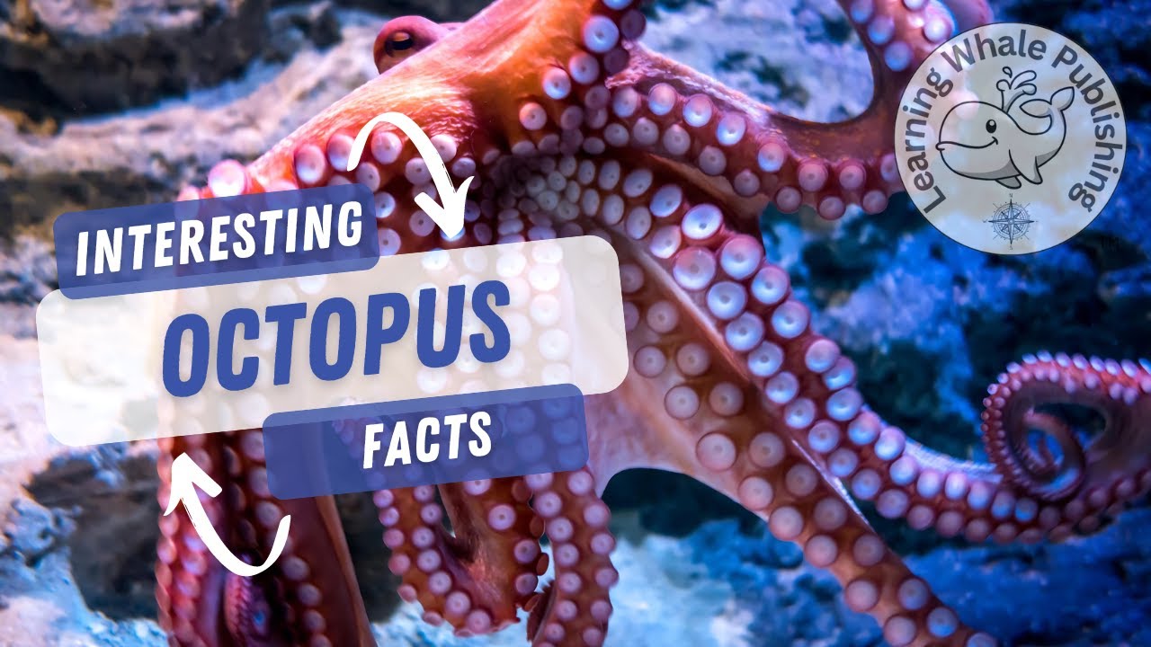 5 Interesting Octopus Facts! - YouTube