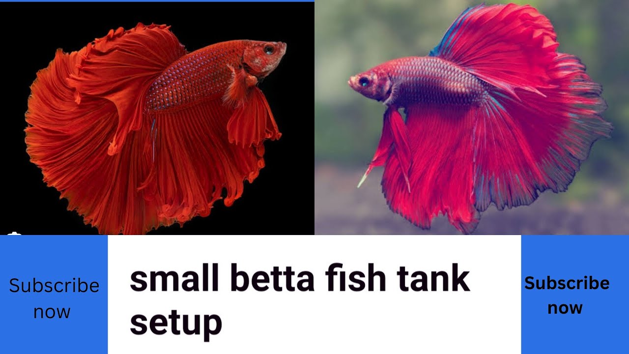 How to care Betta Fish Fighter Fish ( Tank setup ) - YouTube