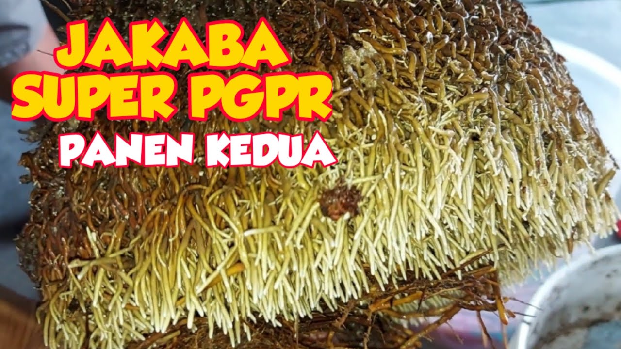 JAKABA SUPER PANEN KEDUA #jakaba #pupuk #organik - YouTube