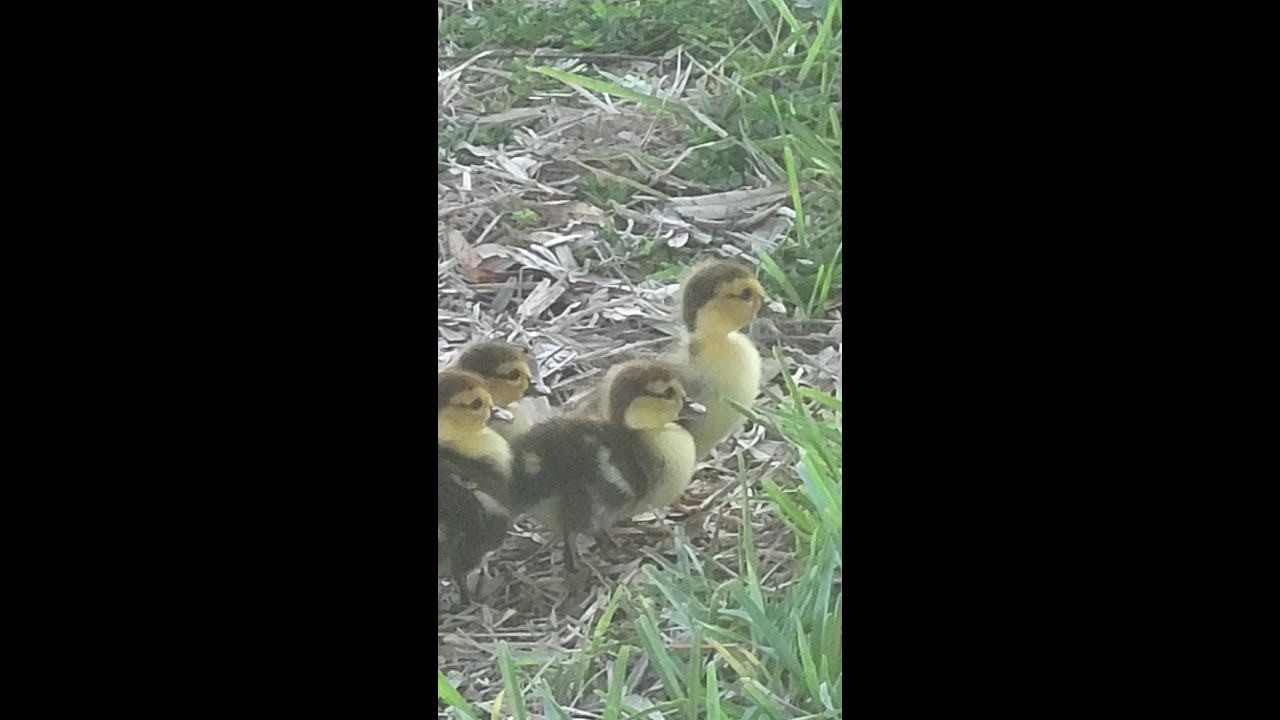 BABY DUCKS AND BABY SQUIRRELS - 4 DUCKLINGS AND 2 BABY SQUIRREL IN ...